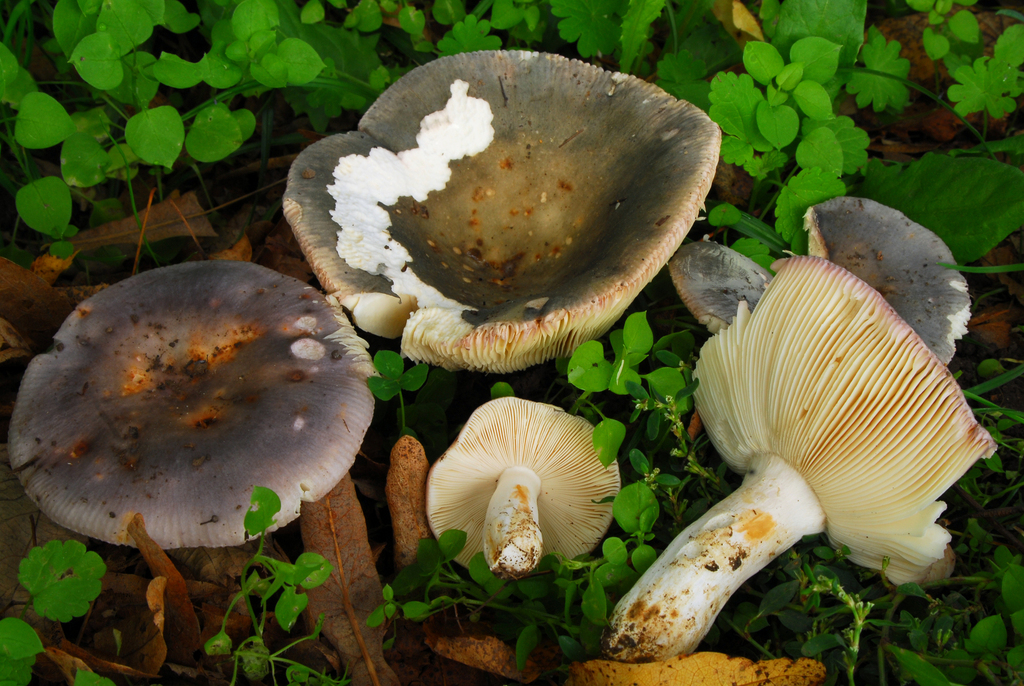 Russula grisea from Parco di Monza (MB), Italia on October 3, 2012 at ...