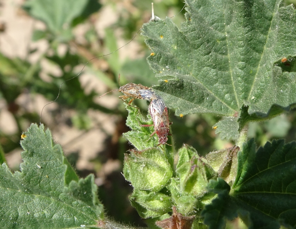 Hyaline Grass Bug from Coquimbo, Chile on September 7, 2023 at 12:01 PM ...