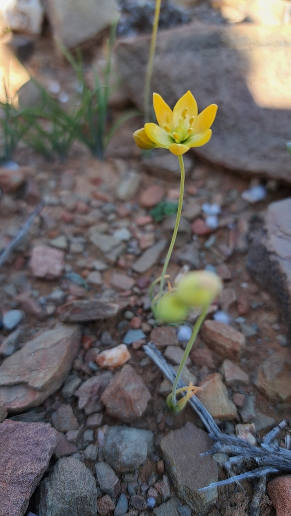 Rock Chink from Breede River DC, South Africa on August 28, 2023 at 12: ...