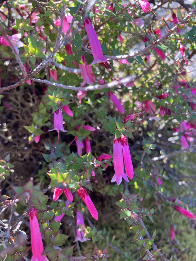 fuchsia heath from Hassans Walls, NSW, AU on September 7, 2023 at 10:45 ...
