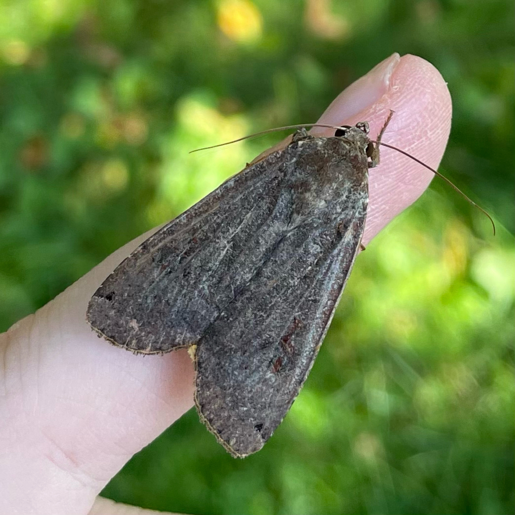 Large Yellow Underwing from Peterborough on September 3, 2023 at 02:54 ...