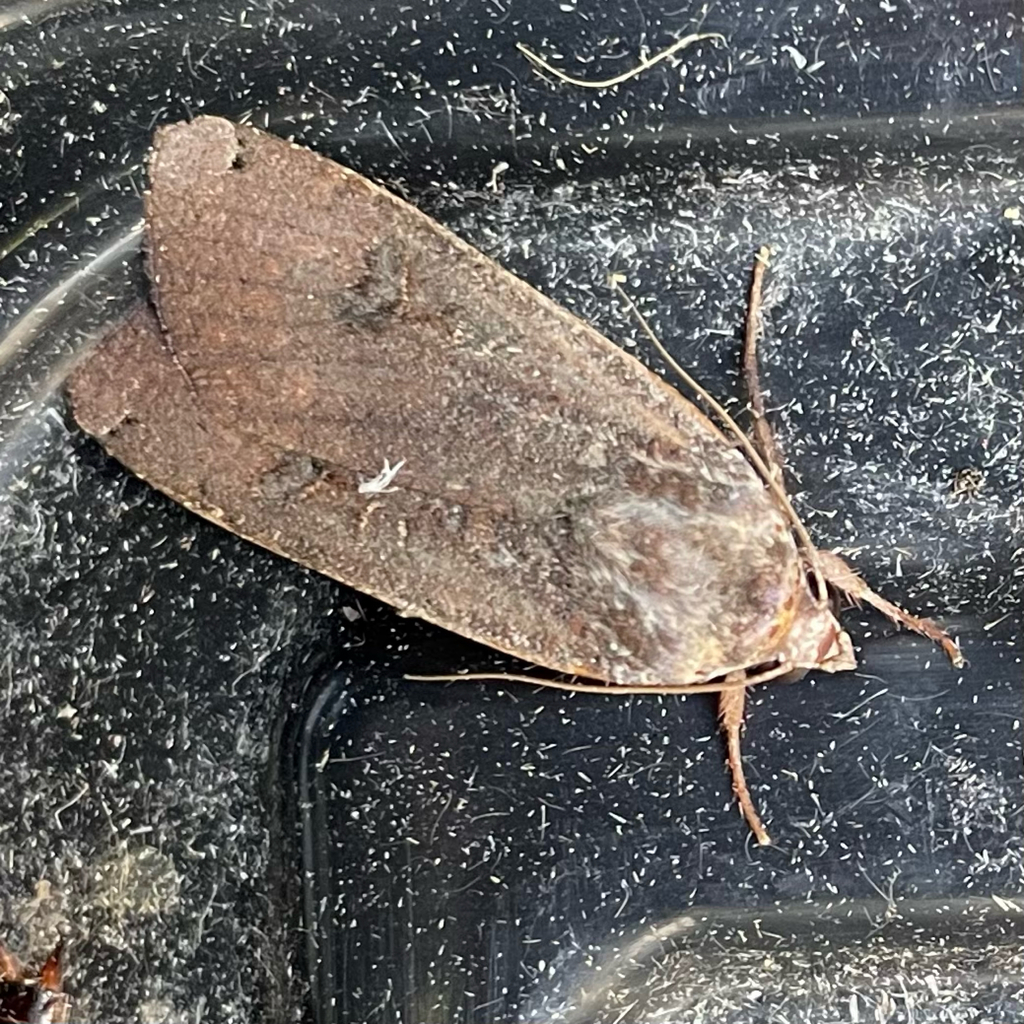 Large Yellow Underwing from Peterborough on September 3, 2023 at 02:53 ...