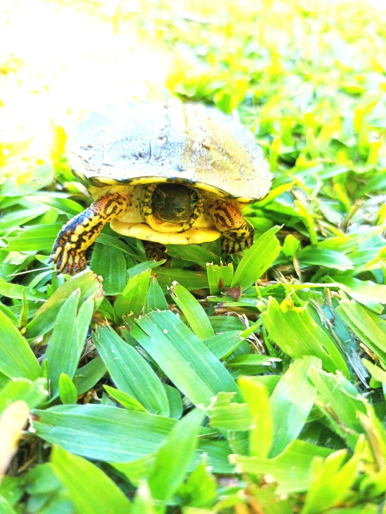 Spotted-legged Turtle from 59P8+JG, Limón, Mercedes, Costa Rica on ...