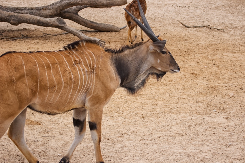 Giant Eland (Tragelaphus derbianus) - Know Your Mammals