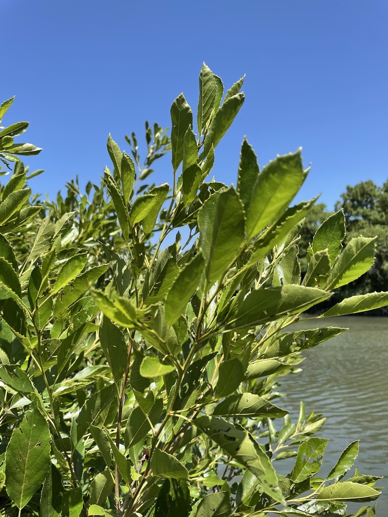 Seaside Alder (Alnus maritima) - Botanical Realm