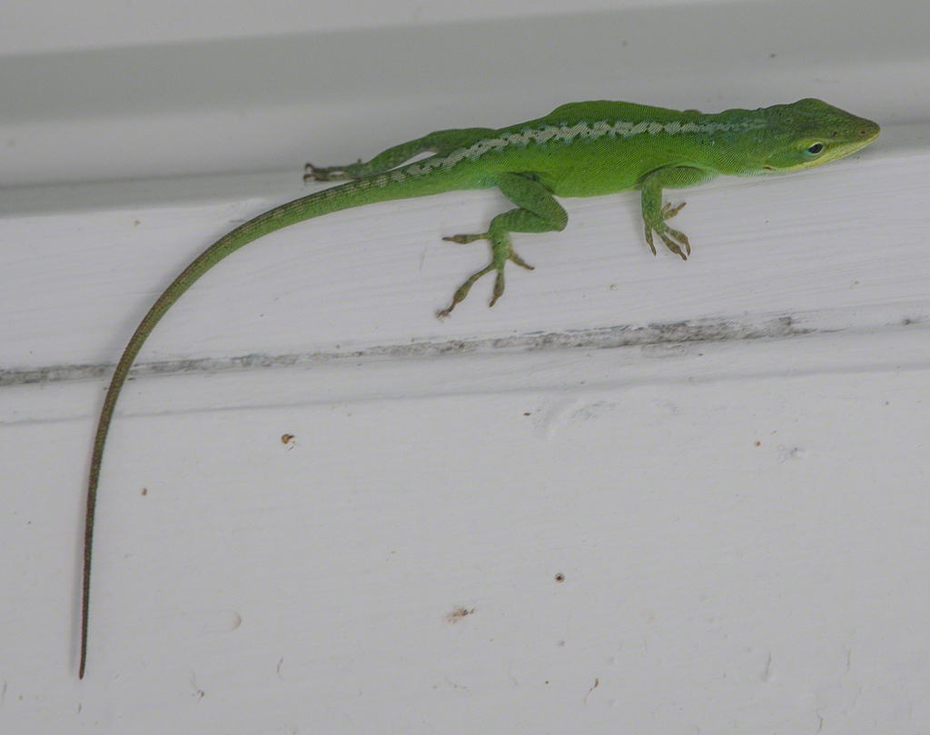 Green Anole from Hyde County, NC, USA on September 6, 2023 at 06:11 PM ...