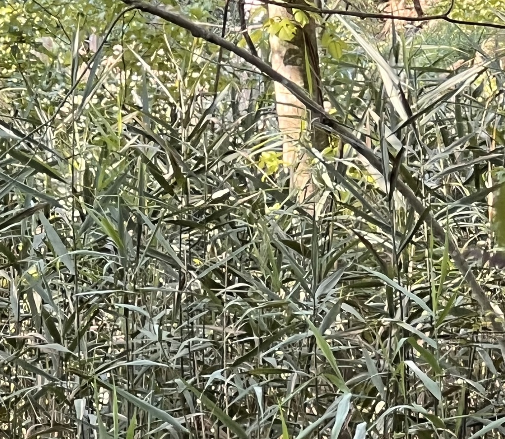 common reed from Lincoln Woods State Park, Lincoln, RI, US on September ...
