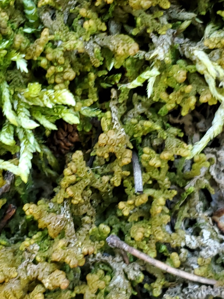 Ptilidium from Fergus County, MT, USA on September 7, 2023 at 02:05 PM ...
