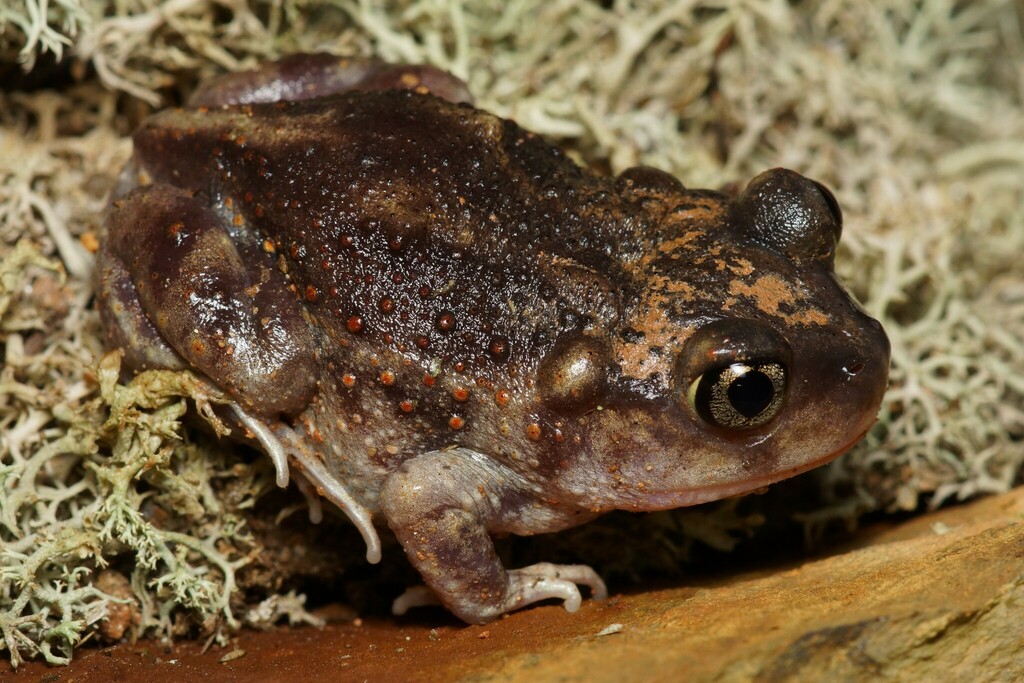 Eastern Spadefoot in September 2023 by Max Ramey · iNaturalist