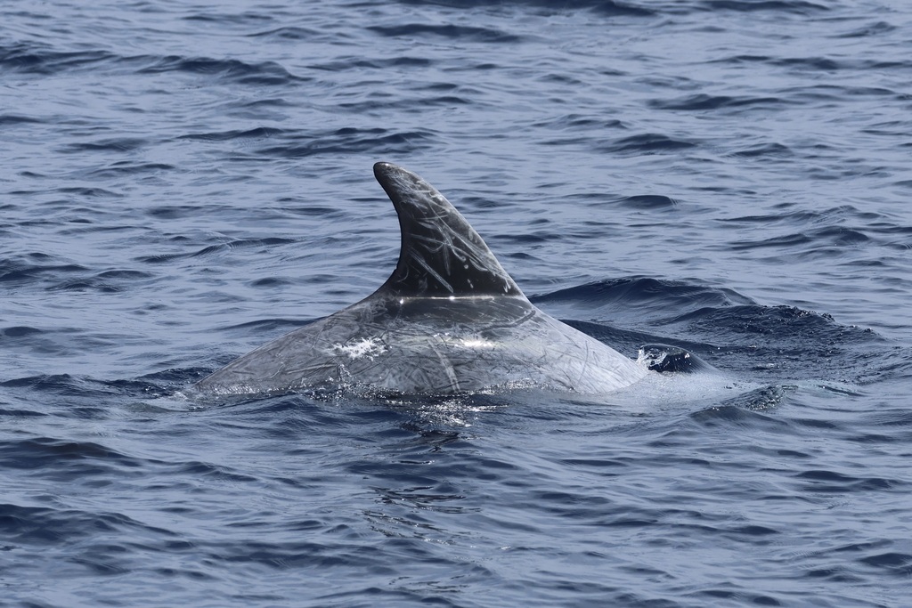 Risso's Dolphin in September 2023 by er-birds. all photos of one ...