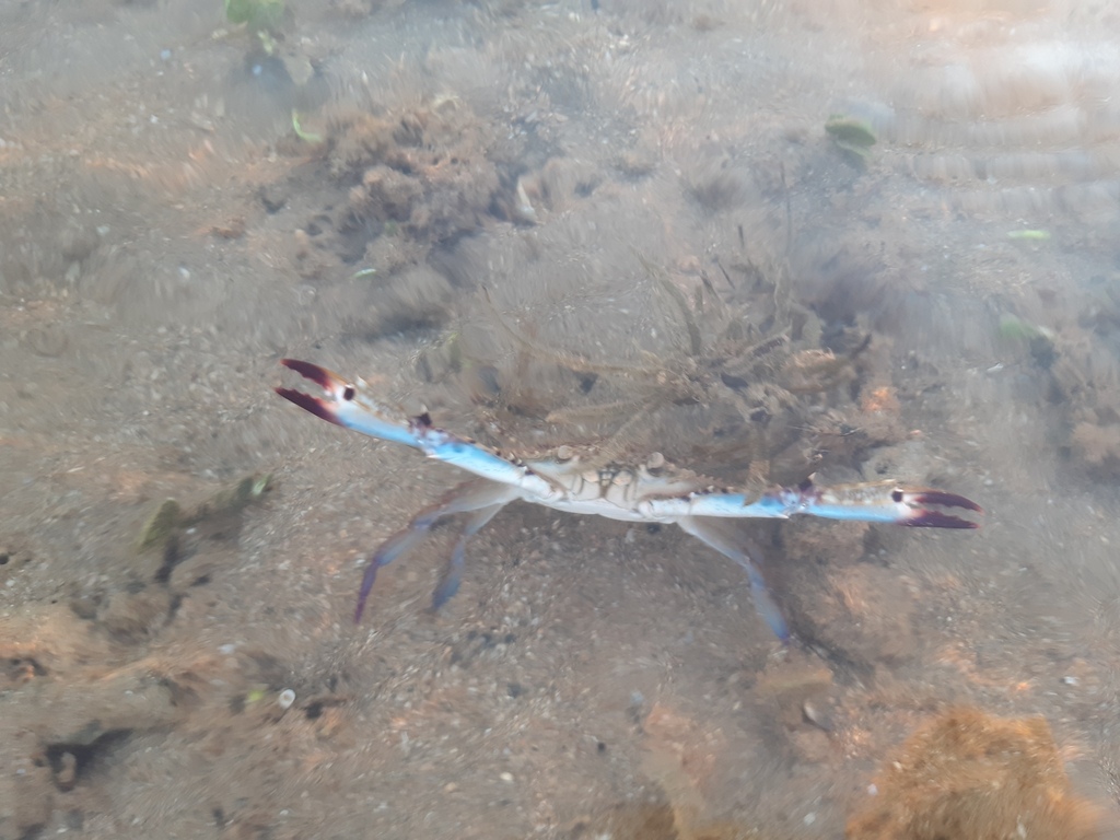 Australian Blue Swimmer Crab from Port Hedland, WA, Australia on ...