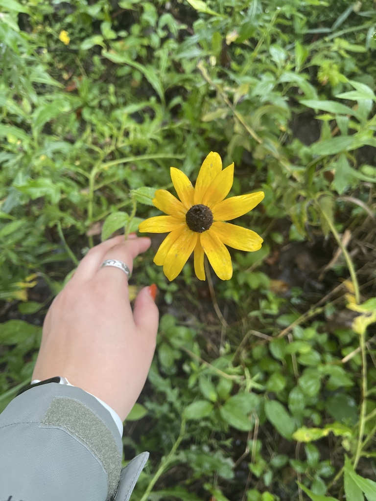 black-eyed Susan from Michigan State University, East Lansing, MI, US ...