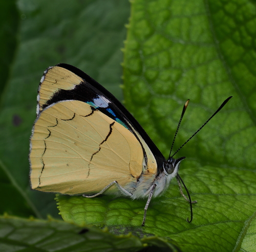 Subspecies Perisama tryphena tryphena · iNaturalist