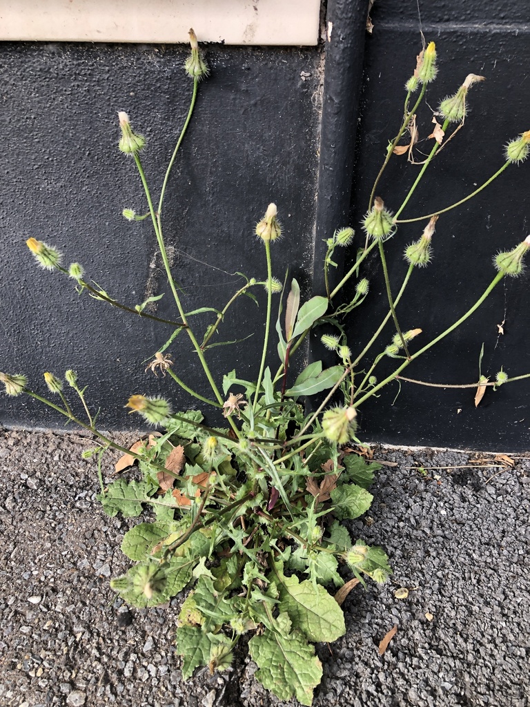 False Hawkbit from Franklin St, Adelaide, SA, AU on September 8, 2023 ...