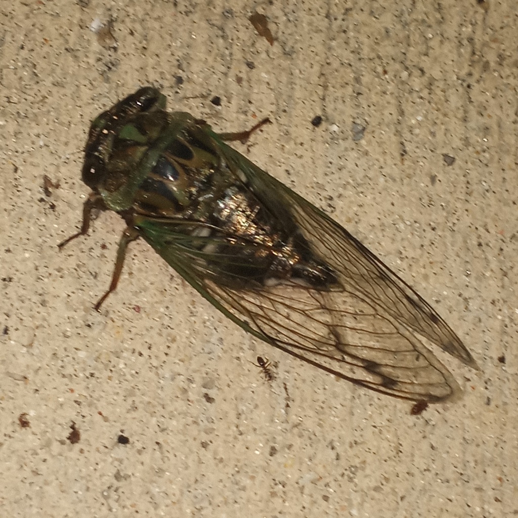 Coastal Scissors Grinder Cicada from Sussex County, DE, USA on ...