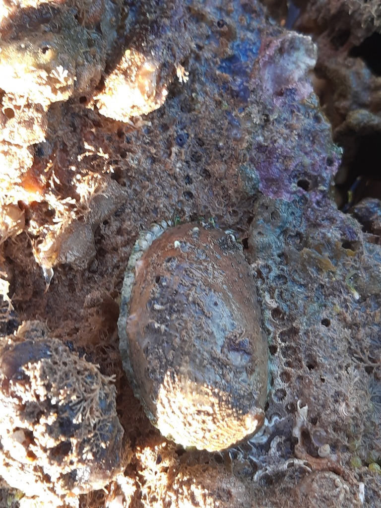 Abalones from Port Hedland, WA, Australia on September 2, 2023 at 07:03 ...