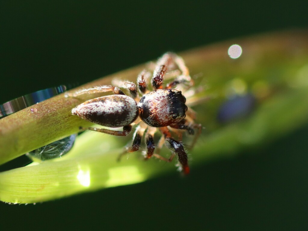 Garden Jumping Spiders in August 2023 by Nature_Lover. Spiders are wild ...