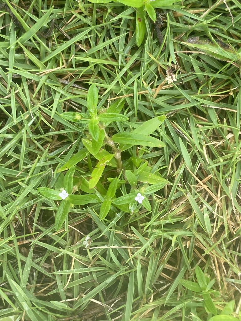 Old World Diamond Flower from Guam, Mangilao, Guam, US on September 8 ...
