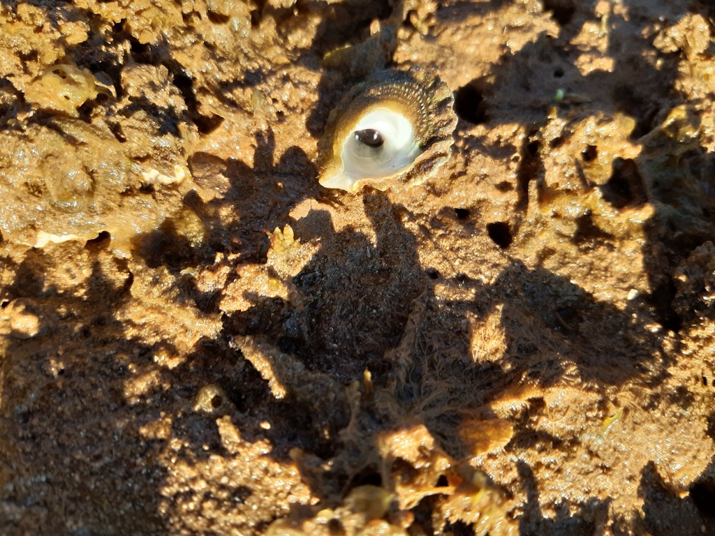 Astralium pileolum from Port Hedland, WA, Australia on September 2 ...