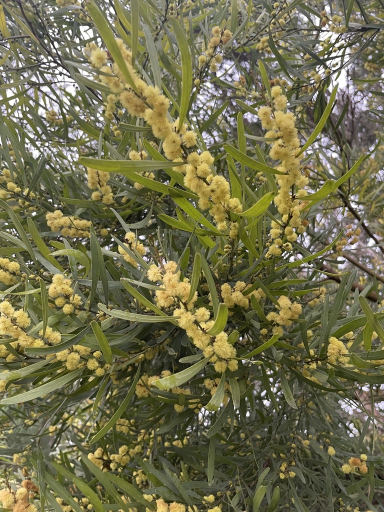 Hop wattle in September 2023 by suecee · iNaturalist