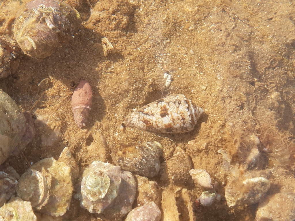 Queen Victoria Cone from Port Hedland, WA, Australia on September 2 ...