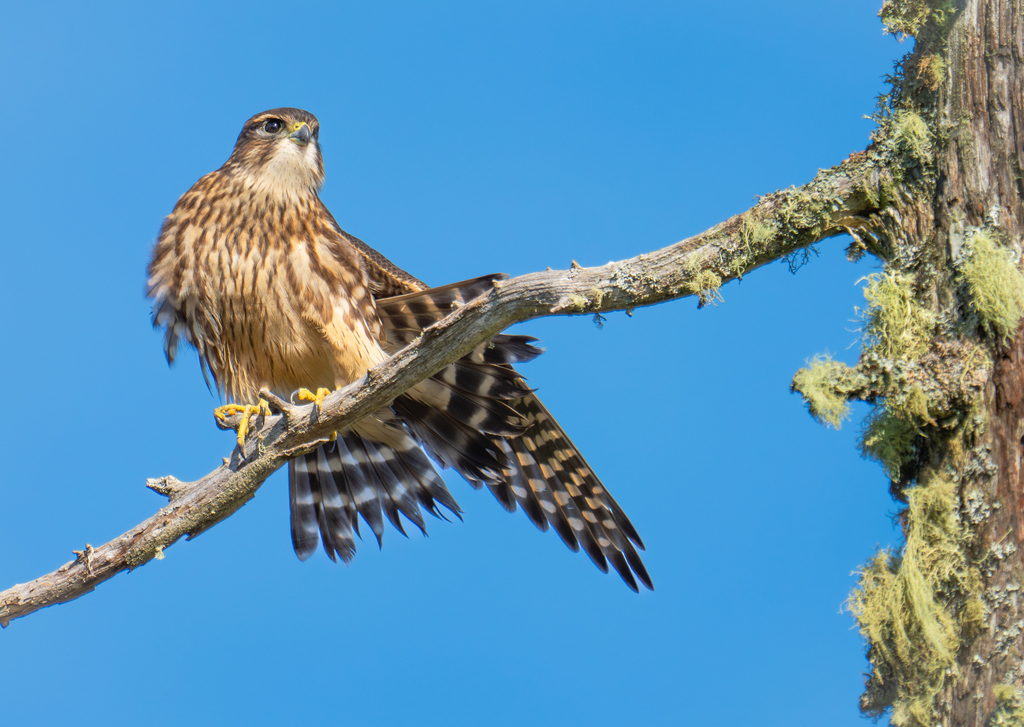 Merlin from Cape d'Or, Canada on August 19, 2023 at 07:26 AM by Susan ...