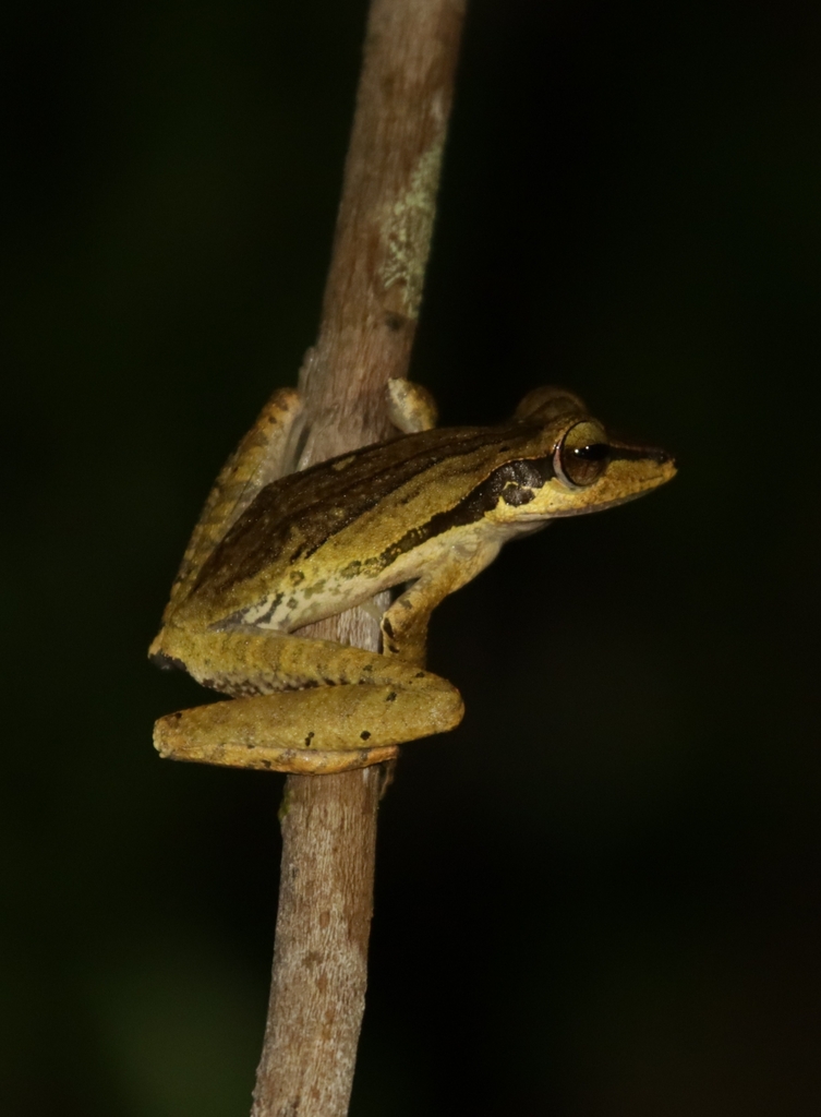 Dark-eared Tree Frog from V9XJ+5MF, Tumbang Olong, Uut Murung, Murung ...