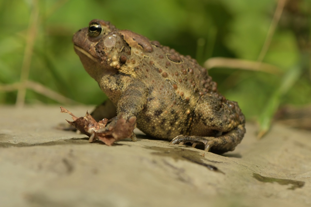 American Toad from Chautauqua County, NY, USA on August 28, 2023 at 10: ...