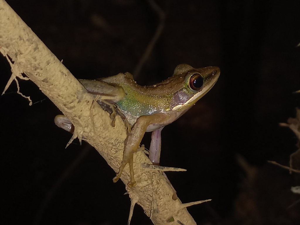 Southeast Asian White-lipped Frogs from V9XJ+5MF, Tumbang Olong, Uut ...