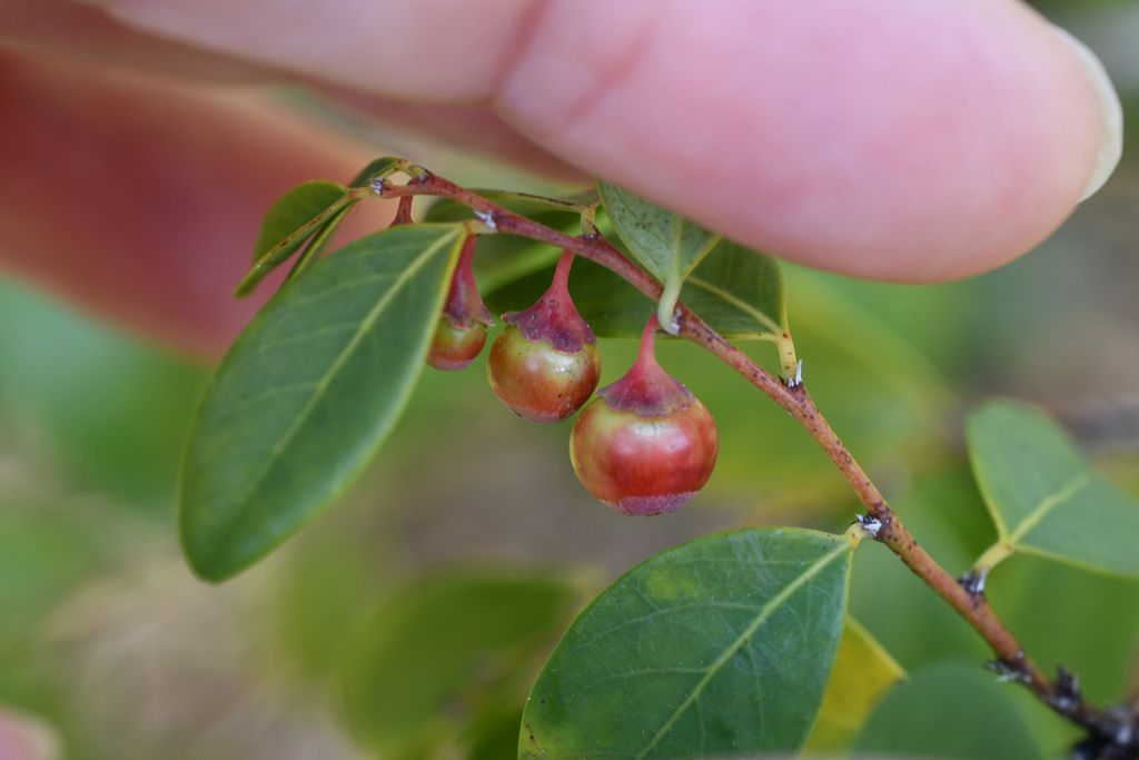 coffee bush from Sydney NSW, Australia on September 7, 2023 at 09:49 AM ...