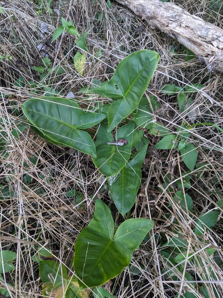 Aroideae from Durham, NC 27707, USA on September 7, 2023 at 07:11 PM by ...