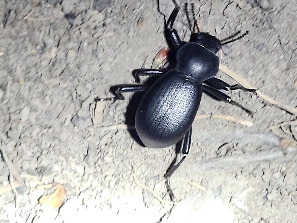 California Broad-necked Darkling Beetle from Lyle, WA 98635, USA on ...