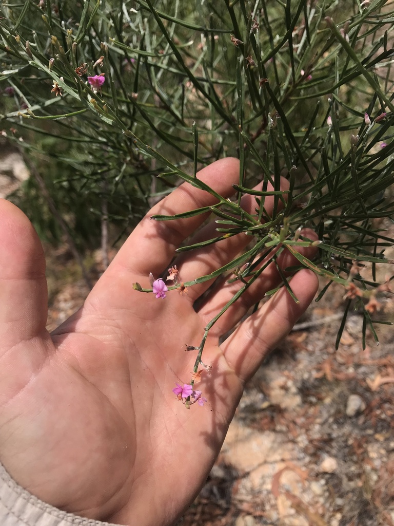 Jacksonia thesioides from South Endeavour Nature Refuge, Cooktown, QLD ...