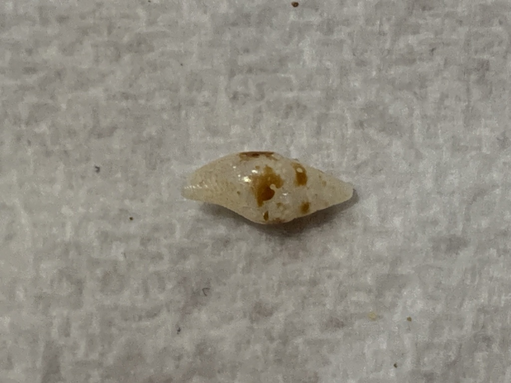 Mitrella tayloriana from Bongil Bongil National Park, Bundagen, NSW, AU ...