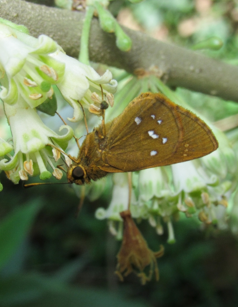 Pheraeus fastus from Parque Municipal Nosso Recanto on September 7 ...