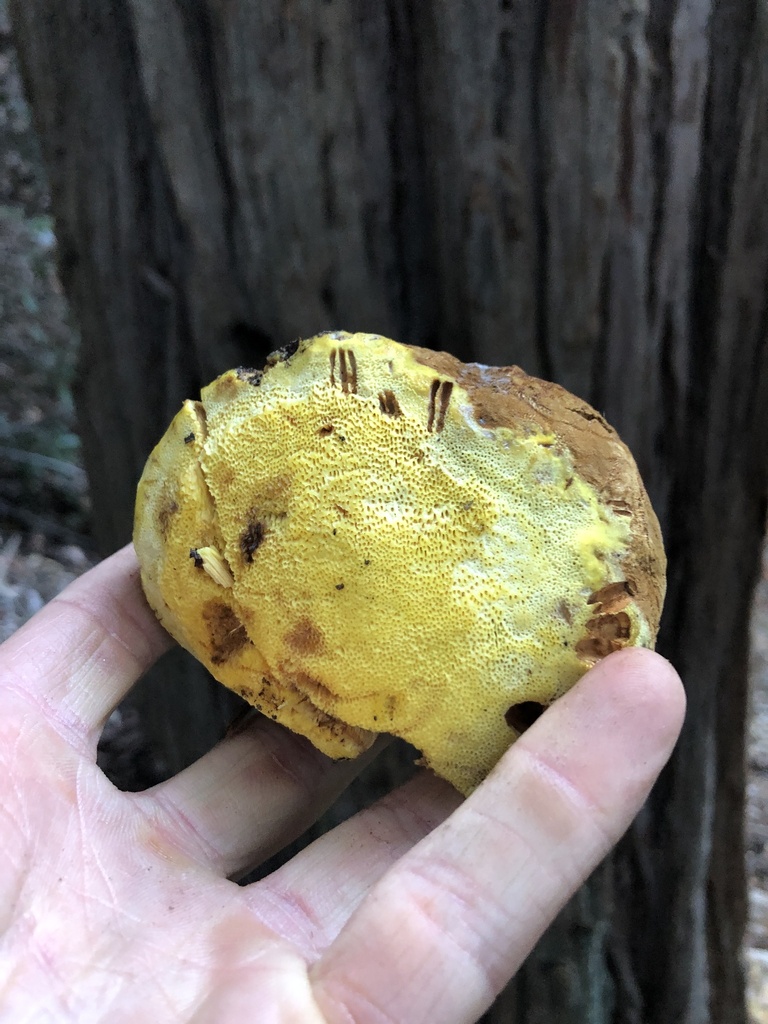 Incense Cedar Conk from San Bernardino National Forest, Highland, CA ...