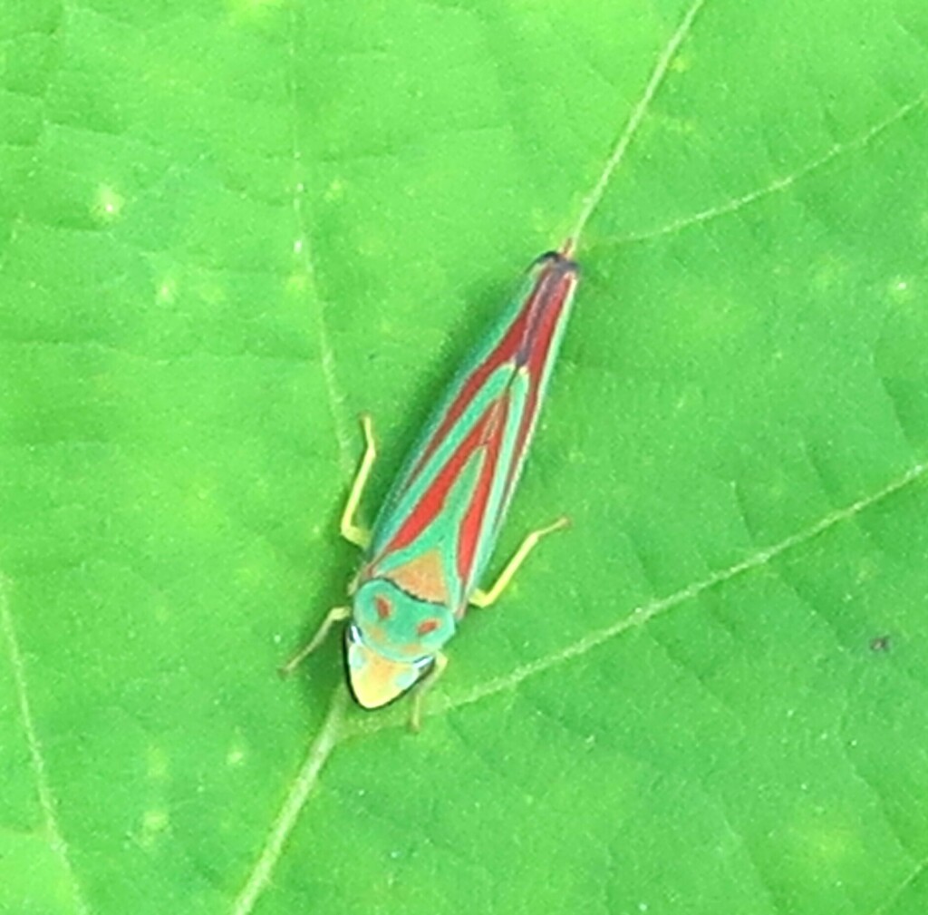 Red-banded Leafhopper from St. Catharines, ON, Canada on August 29 ...