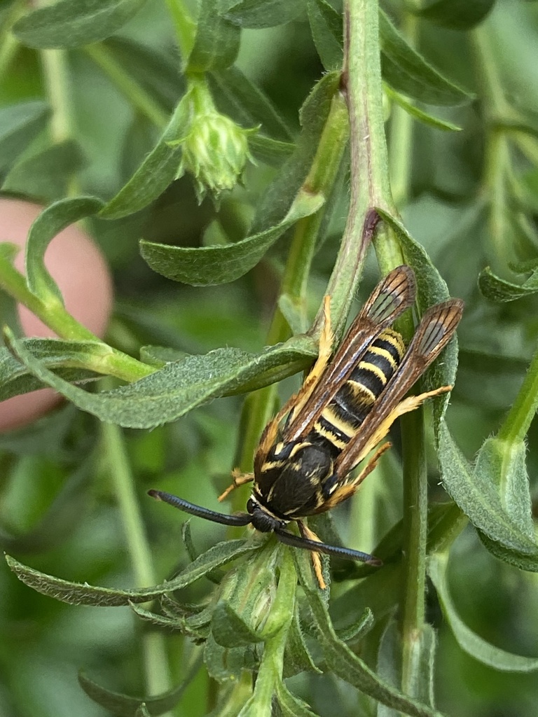 Raspberry Crown Borer from NE 12th St, Vancouver, WA, US on September 7 ...