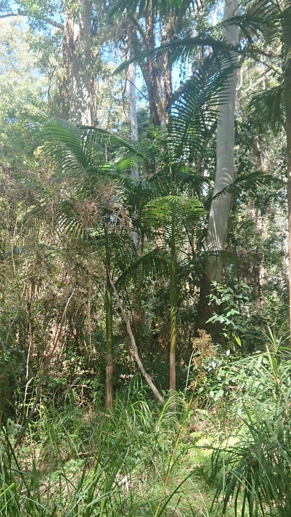 Piccabeen Palm from Bonville NSW 2450, Australia on September 6, 2023 at 11:03 AM by ninadakini ...