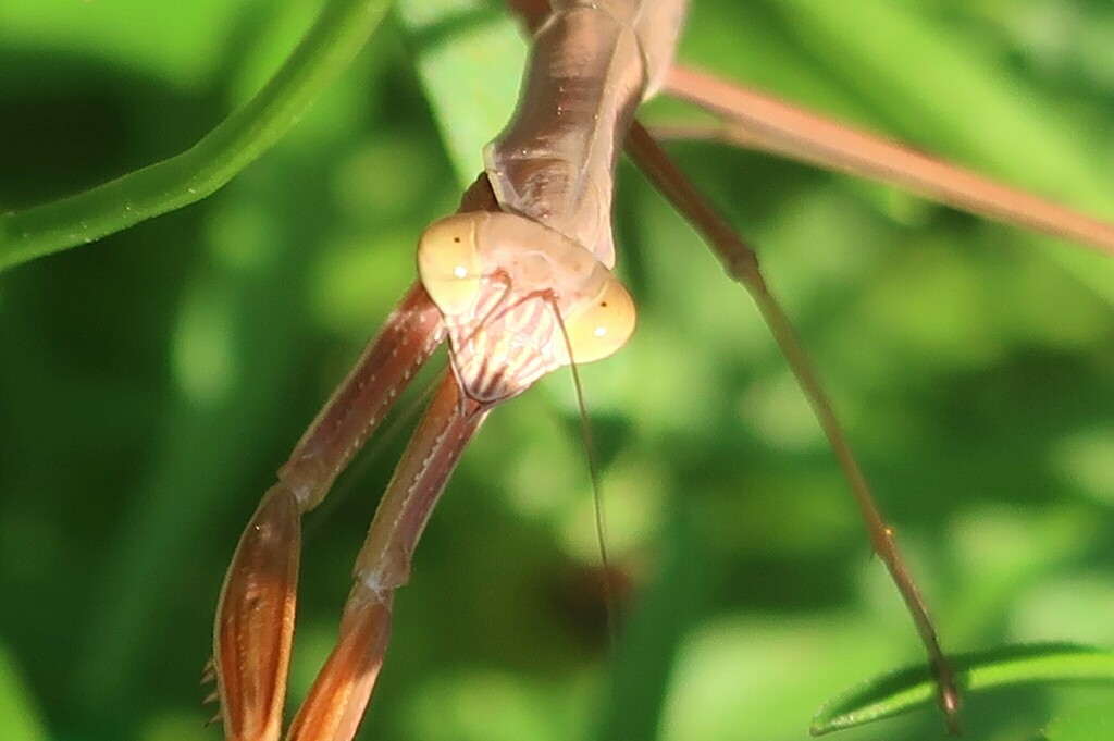 Chinese Mantis from St. Catharines, ON, Canada on August 29, 2023 at 08 ...