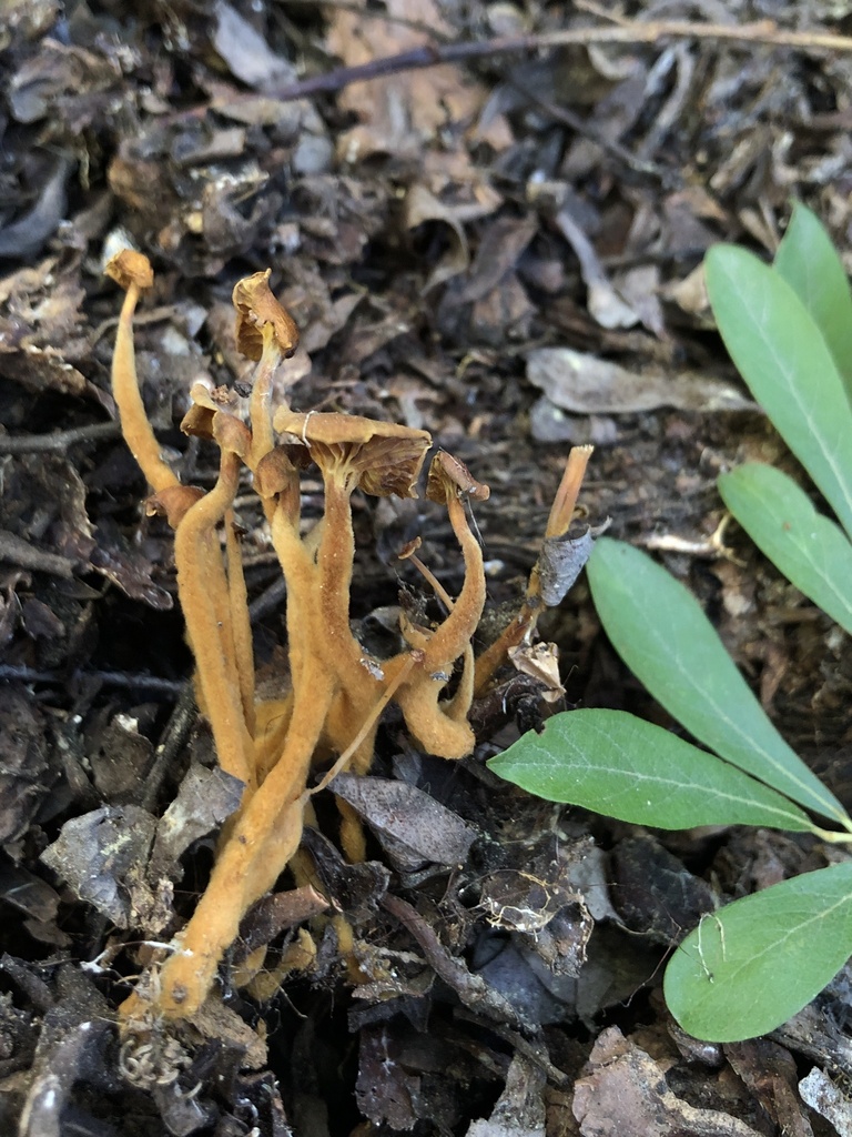 Xeromphalina cirris from San Bernardino National Forest, San Bernardino ...