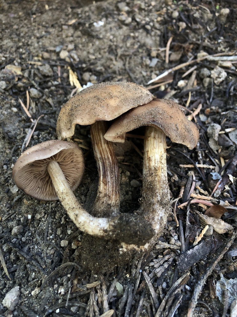 chestnut brittlestem from San Bernardino National Forest, San ...