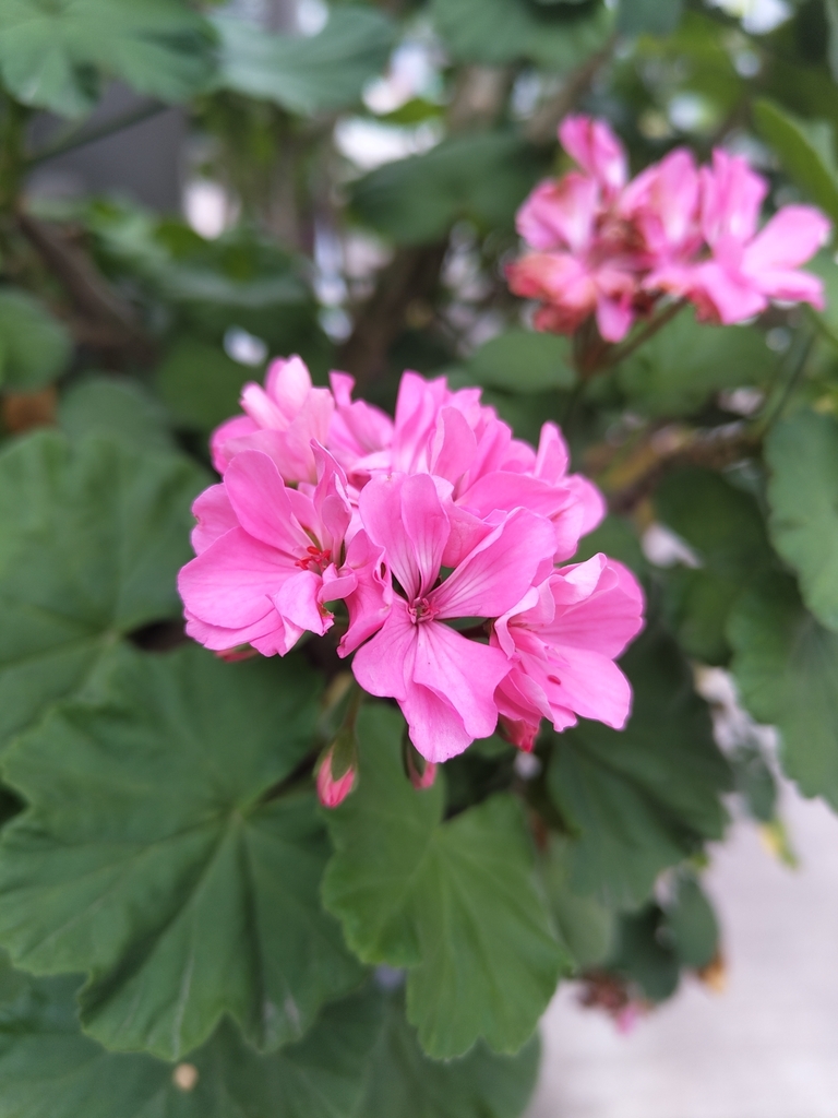 garden geranium from Ferns City, Doddanekkundi, Bengaluru, Karnataka ...