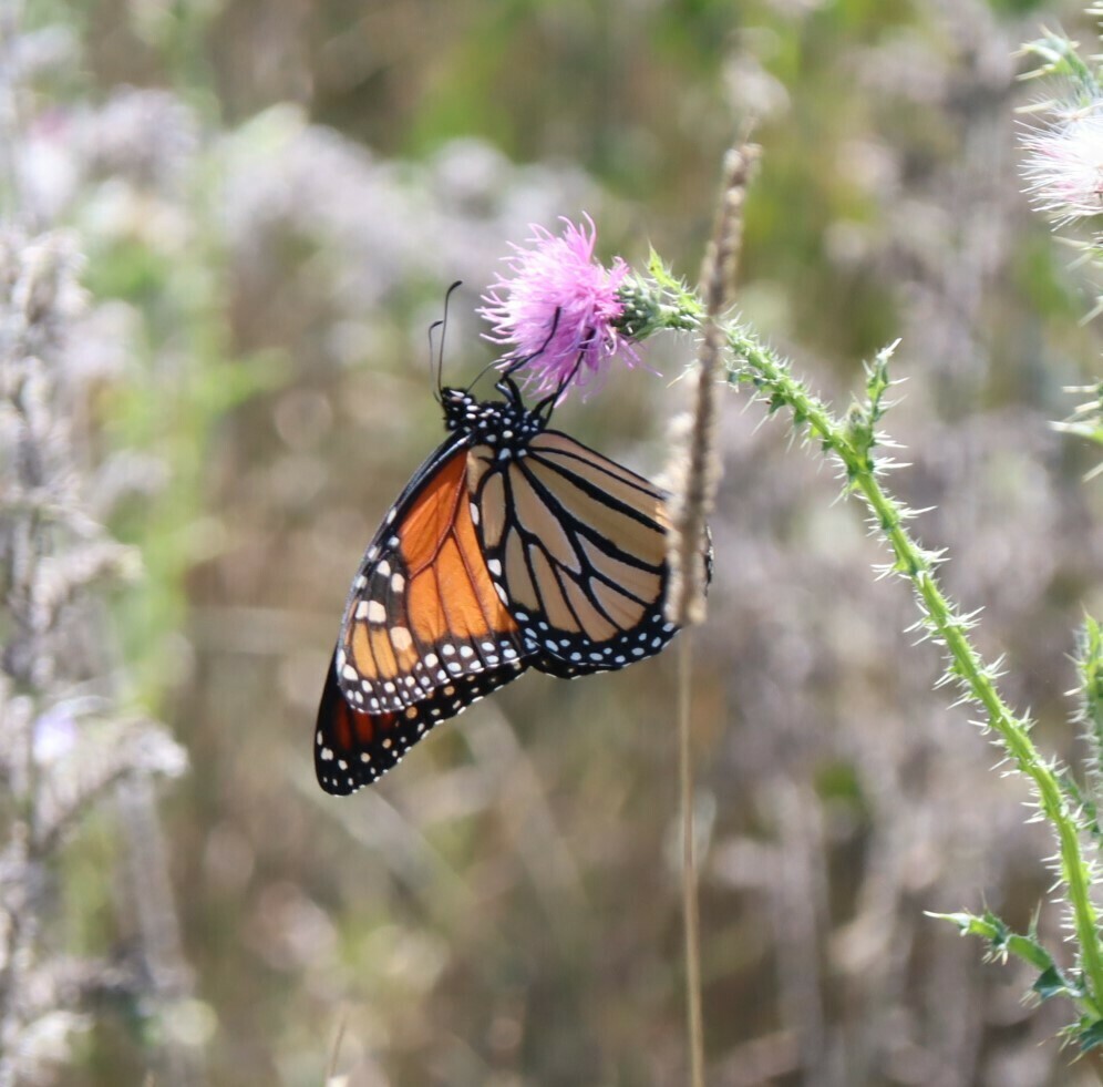 Monarch from Prince Edward, ON, Canada on September 7, 2023 at 02:01 PM ...