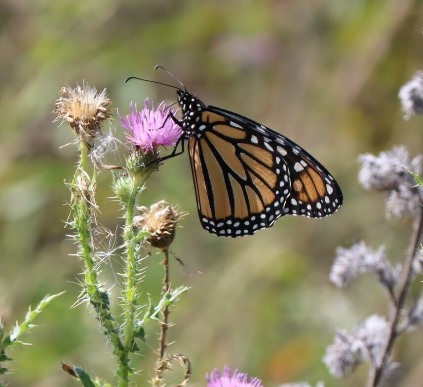 Monarch from Prince Edward, ON, Canada on September 7, 2023 at 02:09 PM ...
