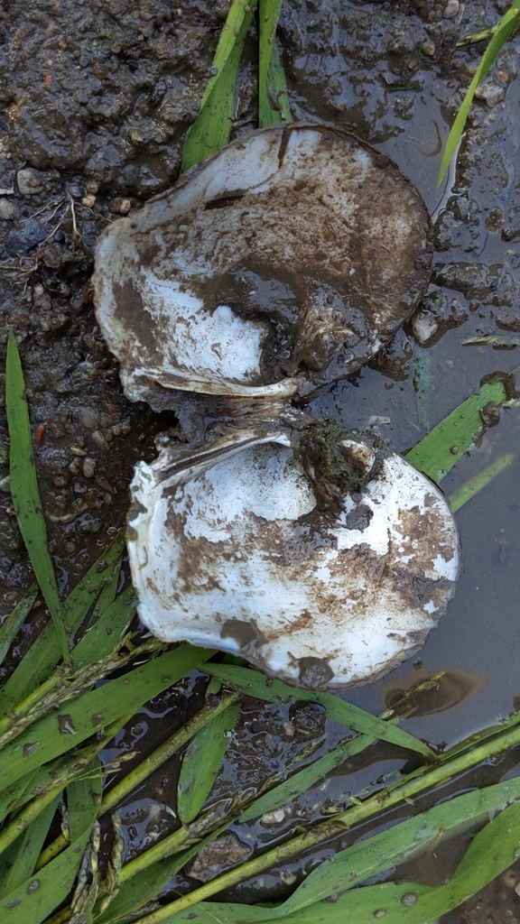 River Mussels from Newton, KS, USA on September 7, 2023 at 09:22 AM by ...