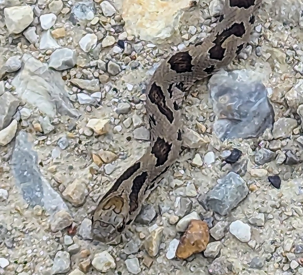 Prairie Kingsnake from Sherrill Township, MO, USA on September 7, 2023 ...
