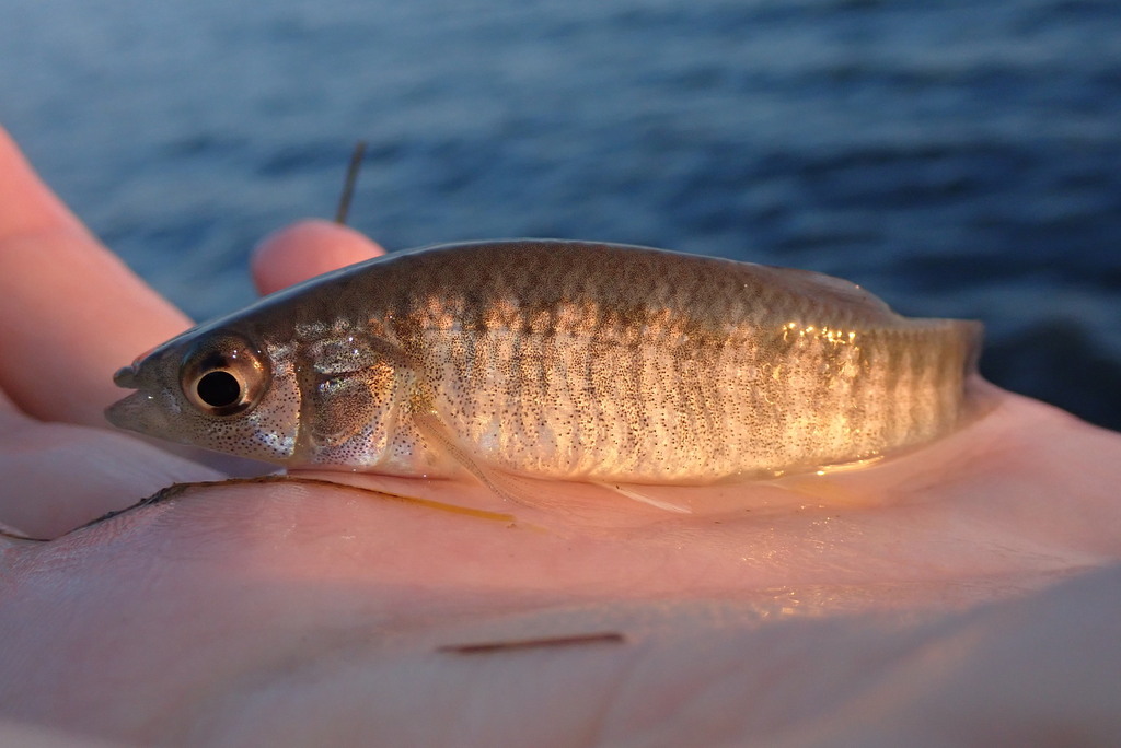 Gulf Killifish from Bay Pines, FL, USA on September 7, 2023 at 07:34 PM ...