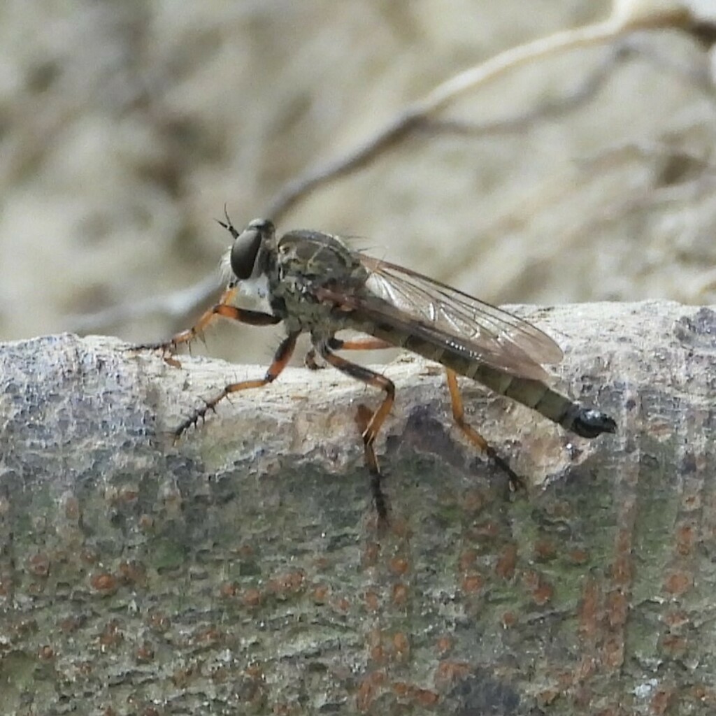 Asilinae in September 2023 by Donna J. Parry. ID tentative. Only able ...