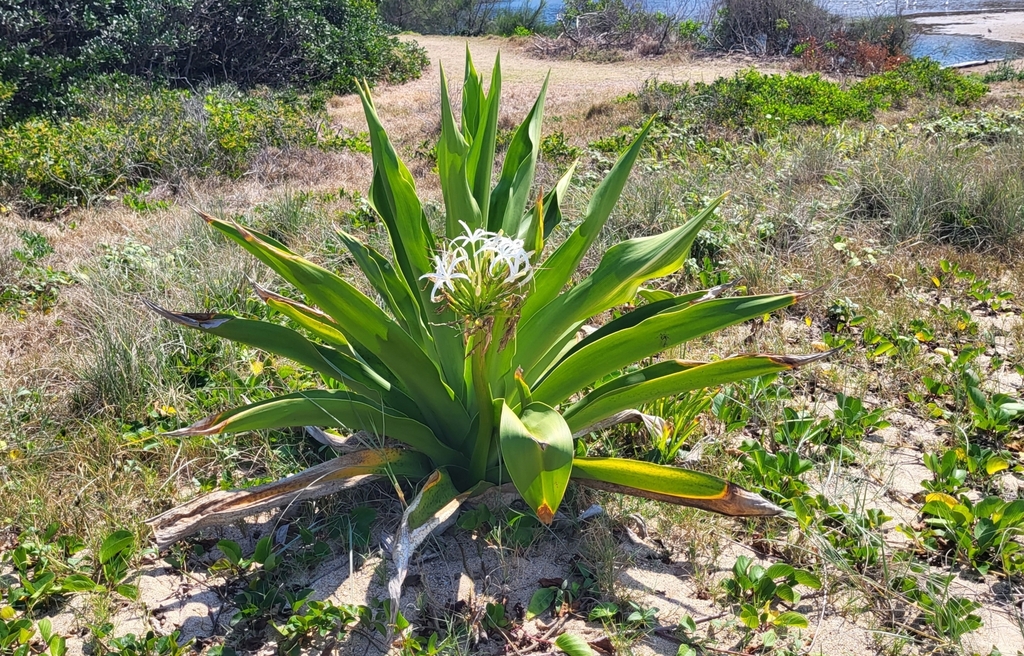mangrove lily from Korora NSW 2450, Australia on September 8, 2023 at 11:41 AM by Coral Acosta ...